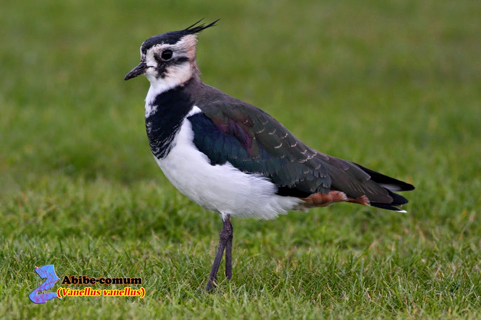 ORNITOLOGIA: Abibe-comum (Vanellus vanellus)